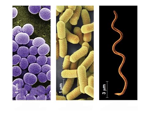 Three Most Common Shapes Of Prokaryotic Cells Quiz