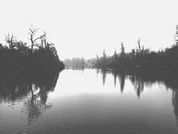 Grid Loading Animations Codrops