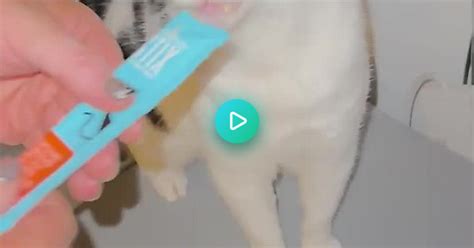 Cat Crack Album On Imgur