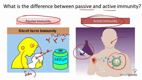 Artificial Passive Immunity Example