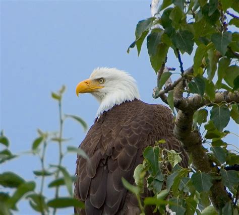 The Importance Of The Chilkat To Migratory Birds