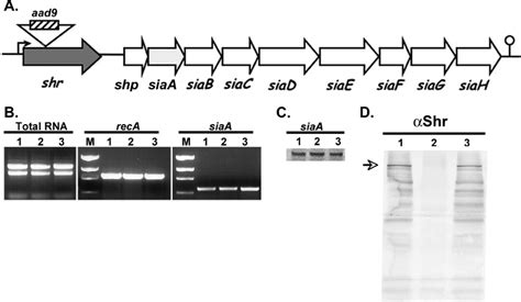 Successful Inactivation Of Shr In Strain Ze4912 And Mutant