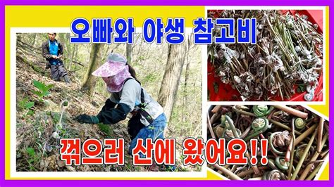 오빠와 고비산행 참고비 채취시기 고비나물 손질법 고비 삶는법 Youtube