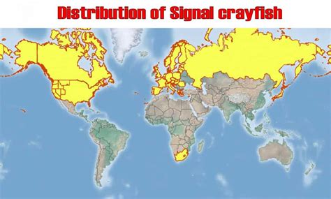 The Signal Crayfish Profile Detailed Guide Shrimp And Snail Breeder