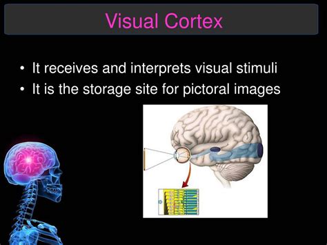 Ppt Language And The Brain Powerpoint Presentation Free Download