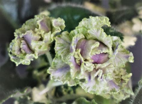 ПТ-Эль-Хмель (Т.Пугачёва) - VIOLETVIOL PLANTS COLLECTION