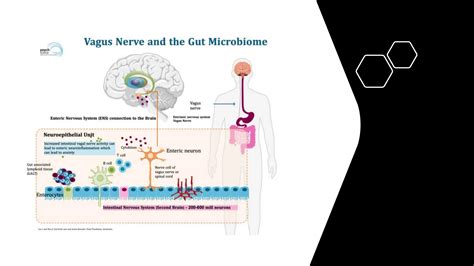 Gut Brain Axispptx Bidirectional Communication Pptx