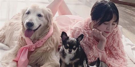 4년 만에 반려견 6마리 무지개다리 보낸 여배우 근황 스타일에이드