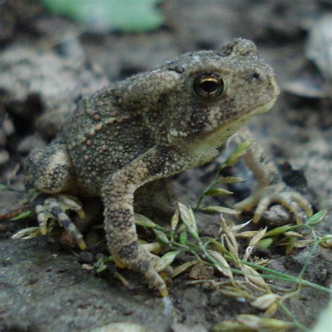 Tiny Toad By Drfene On DeviantART