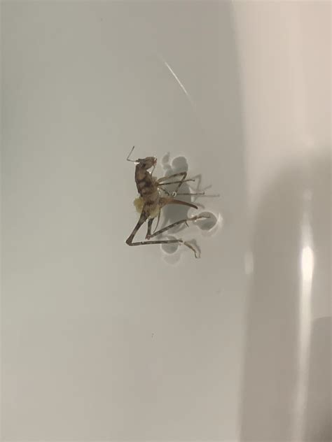 Please Help R Whatsthisbug