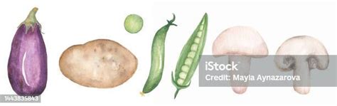 수채화 손으로 그린 야채 세트 신선한 음식 그림입니다 완두콩 버섯 감자 및 가지 클립 아트 가지 채소에 대한 스톡 벡터 아트 및 기타 이미지 Istock