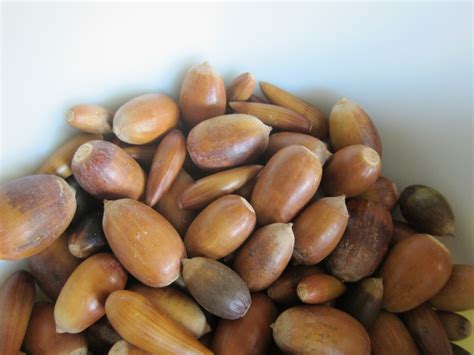 Gourmet Foraging And Advanced Acorn Processing Root Simple