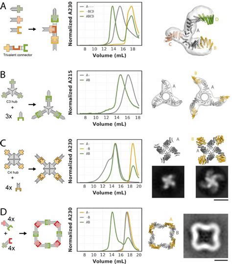 Design Of Branched And Closed Hetero Oligomeric Assemblies Download