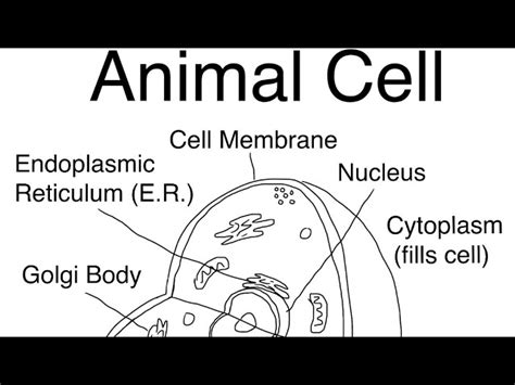 Cell Diagram Labeled Black And White