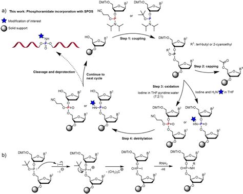 A Overview Of The Normal Synthetic Cycle For Solid‐phase Download Scientific Diagram