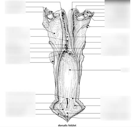 Female Sex Organs Diagram Quizlet