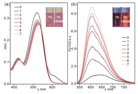 optical responses of probe 1b 10 µm toward dna 0 700 µg ml in