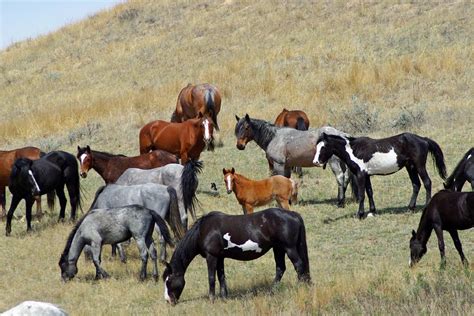 Free Images Landscape Meadow Running Panorama Range Wildlife