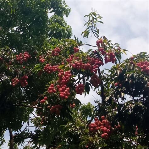 သံတောင်ကြီးဒေသတွင် ရာသီပေါ်သီးနှံဖြစ်သည့် လိုင်ချီးသီးများ ပေါ်ဦးပေါ်ဖျား ဈေးကောင်းရရှိ