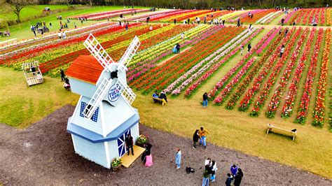 A Huge Tulip Field Has Opened Just Outside Of London