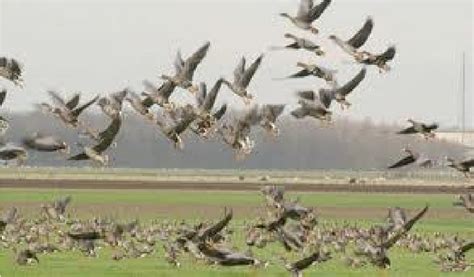 Figure 3 From Exploitation And Management Of Low Input Grassland Systems Semantic Scholar