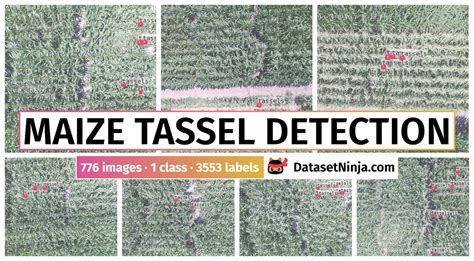 maize tassel detection dataset ninja