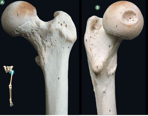 Diagram Of Left Femur Proximal End Quizlet