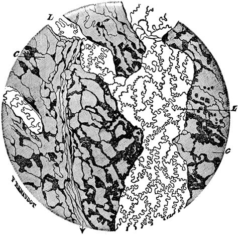 Lymphatic Plexus Clipart Etc