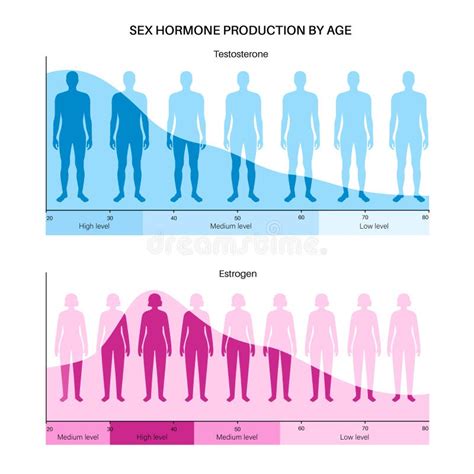 Testosterone Estrogen Level Stock Vector Illustration Of Balance Physiology 236276401 Testosterone Estrogen Level Stock Vector Illustration Of Balance Physiology 236276401