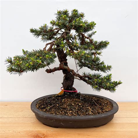 Diffusa Norway Spruce Bonsai For Sale Pixies Gardens