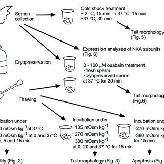 Schematic Chart Illustrating The Experimental Design Of This Study Download Scientific Diagram