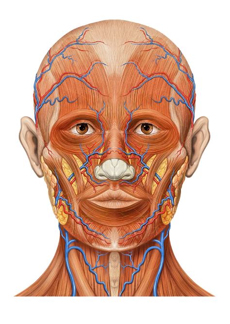 Dessin Du Cerveau Humain Vue De Face Lhémisphère Technique De