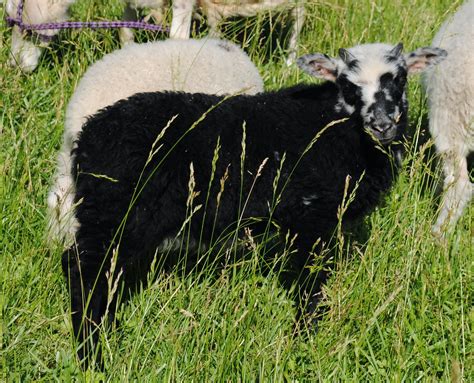 Shetlands — Trinity Farm