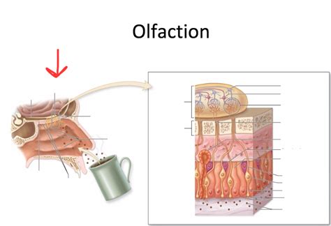Special Senses Lab Diagram Quizlet