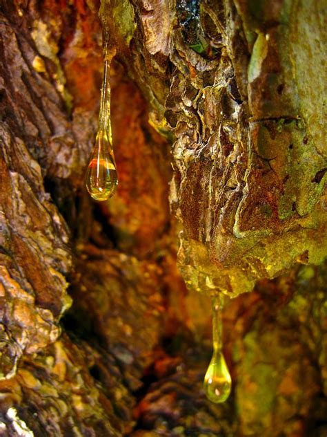 Sugar Maple Sap Sugar Maple Acer Saccharum Maple Sugar Was The Preferred Form Of Maple By F