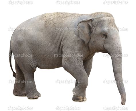 아시아 코끼리 — 스톡 사진 © Andreyuu 16222803