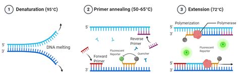 Real Time Pcr Dna
