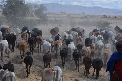 Cattle Labeled Image Dataset Images Cv