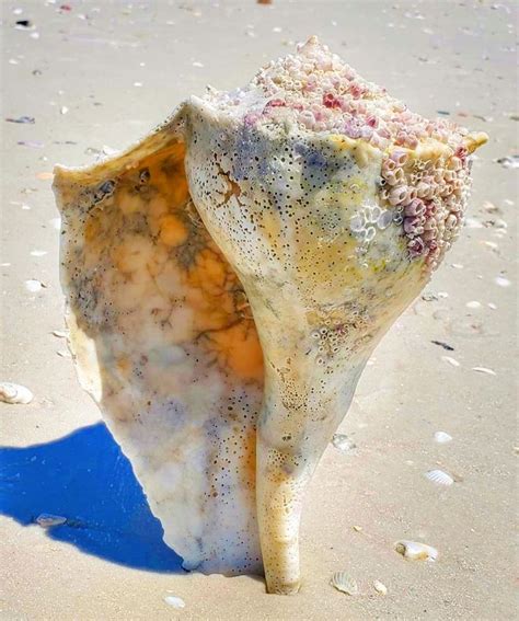 Whelk Shell With Pink Barnacles