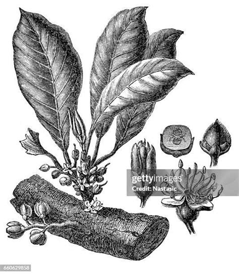 Percha Photos And Premium High Res Pictures Getty Images