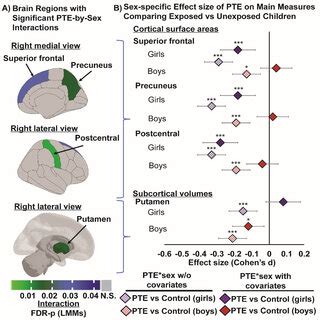 Sex Specific PTE Effects Are Observed In Cortical Surface Areas In Download Scientific Diagram