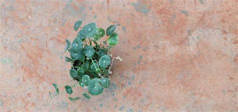 Mpd Classification Dataset And Pre Trained Model By Anand2312