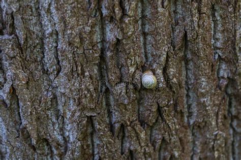 Snail Shell Stuck On A Tree Trunk Stock Image Image Of Wildlife
