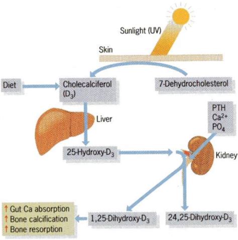 Renal Disease Flashcards Quizlet