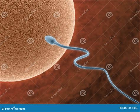 Sperm Ovum Stock Illustration Illustration Of Research