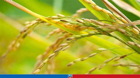 নতুন ধানের জাত উদ্ভাবন লাগবে না সার ওষুধ