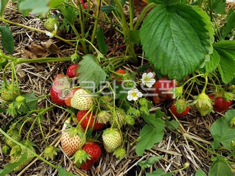 딸기 Strawberry 딸기밭 Strawberryfarm Fruit 사진이미지일러스트캘리그라피 Jhsarah작가