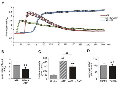 Extracellular Atp Induces Intracellular Alpha Synuclein Accumulation Via P2x1 Receptor Mediated