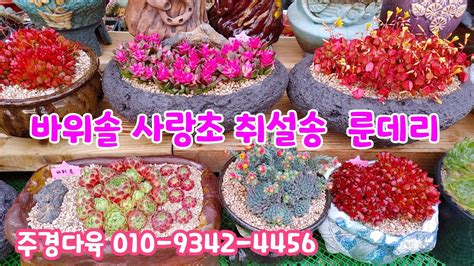 230512📍주경다육 사랑무 홍매화 블랙캐시미어 아메스트로 메두샤 연화바위솔 화이트스노우 카시오적금 Youtube