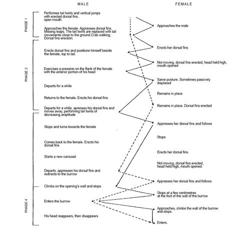 Diagram Of The Behaviour Chain During The First Four Phases Of The Download Scientific Diagram